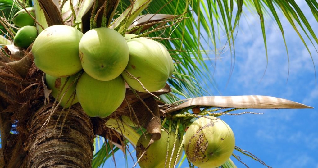 Villa Escudero Coconut Plantation Tour from Manila - Visit Communities